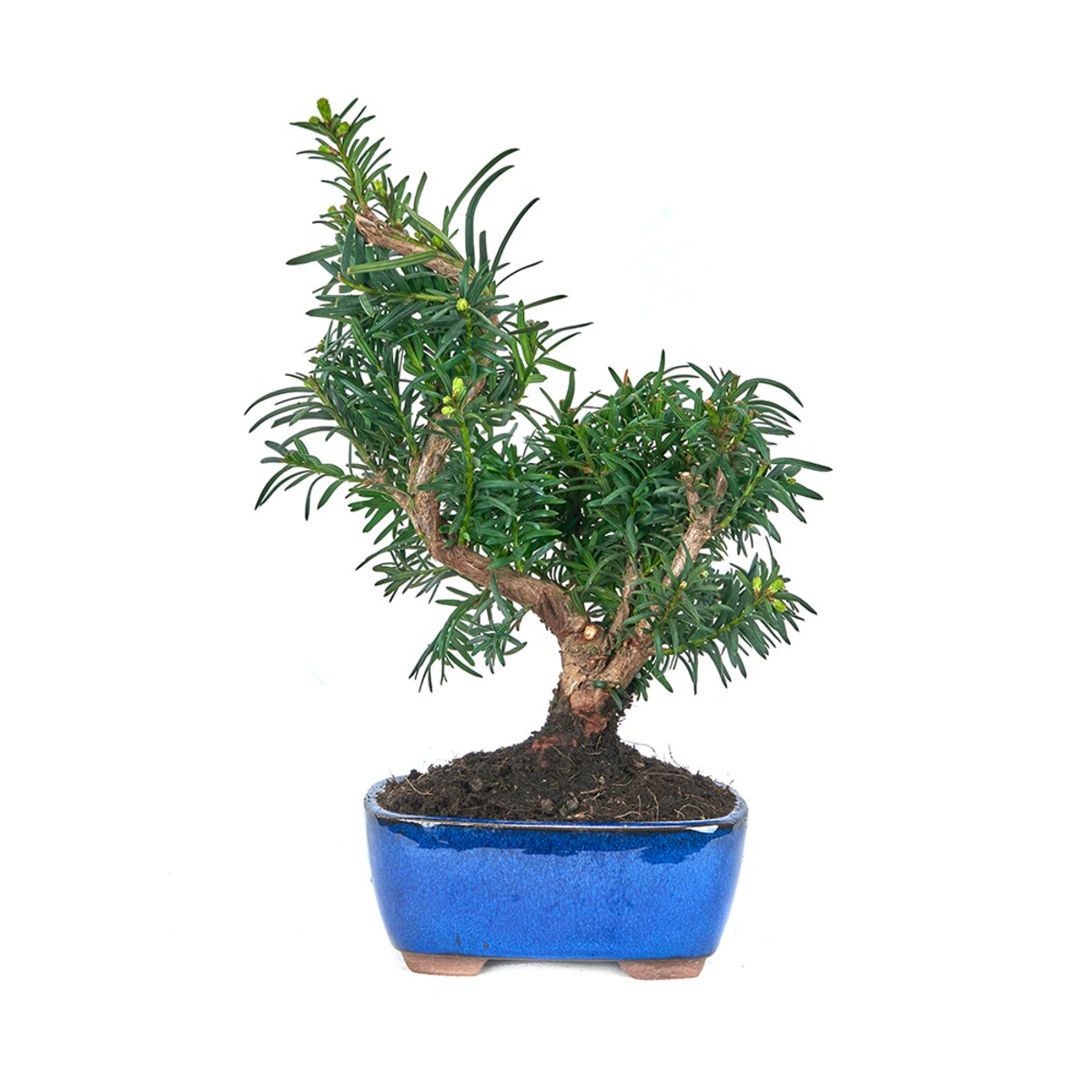 Bonsái Taxus media Tejo común 7 años · Mistral Bonsai · El Corte Inglés